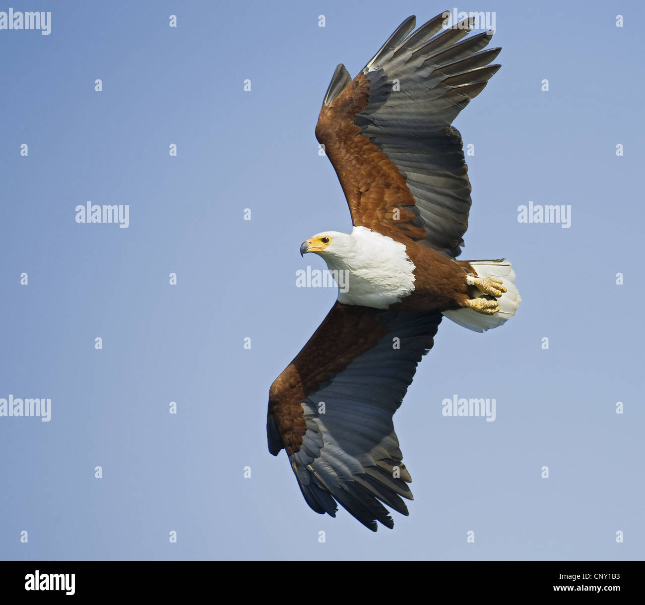 East african eagles hi-res stock photography and images - Alamy