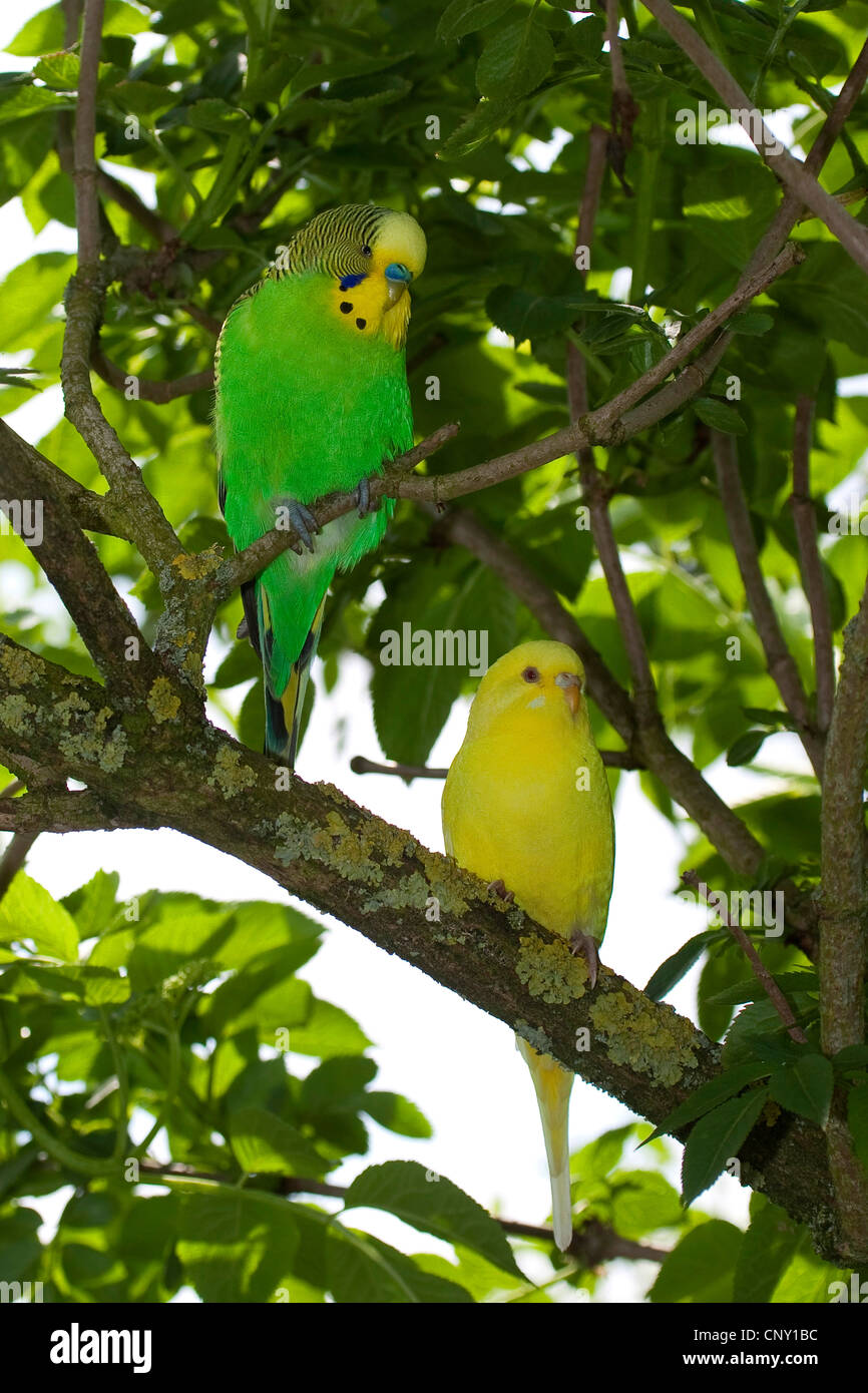 Green yellow budgie budgerigar bird hi-res stock photography and images ...