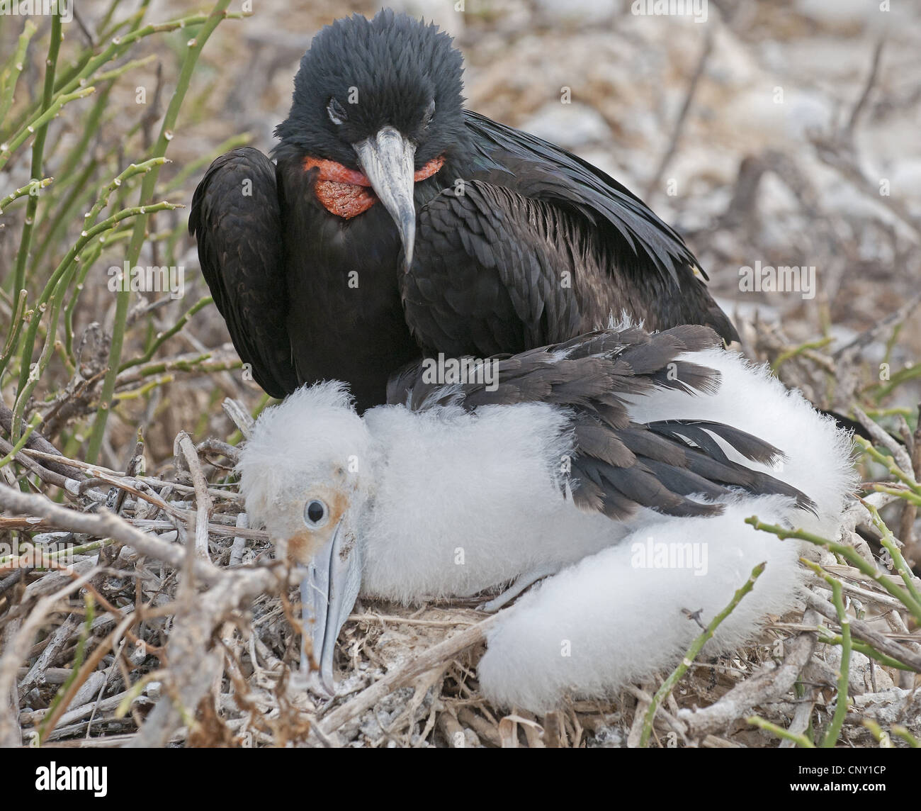 Baby frigate birds High Resolution Stock Photography and Images - Alamy