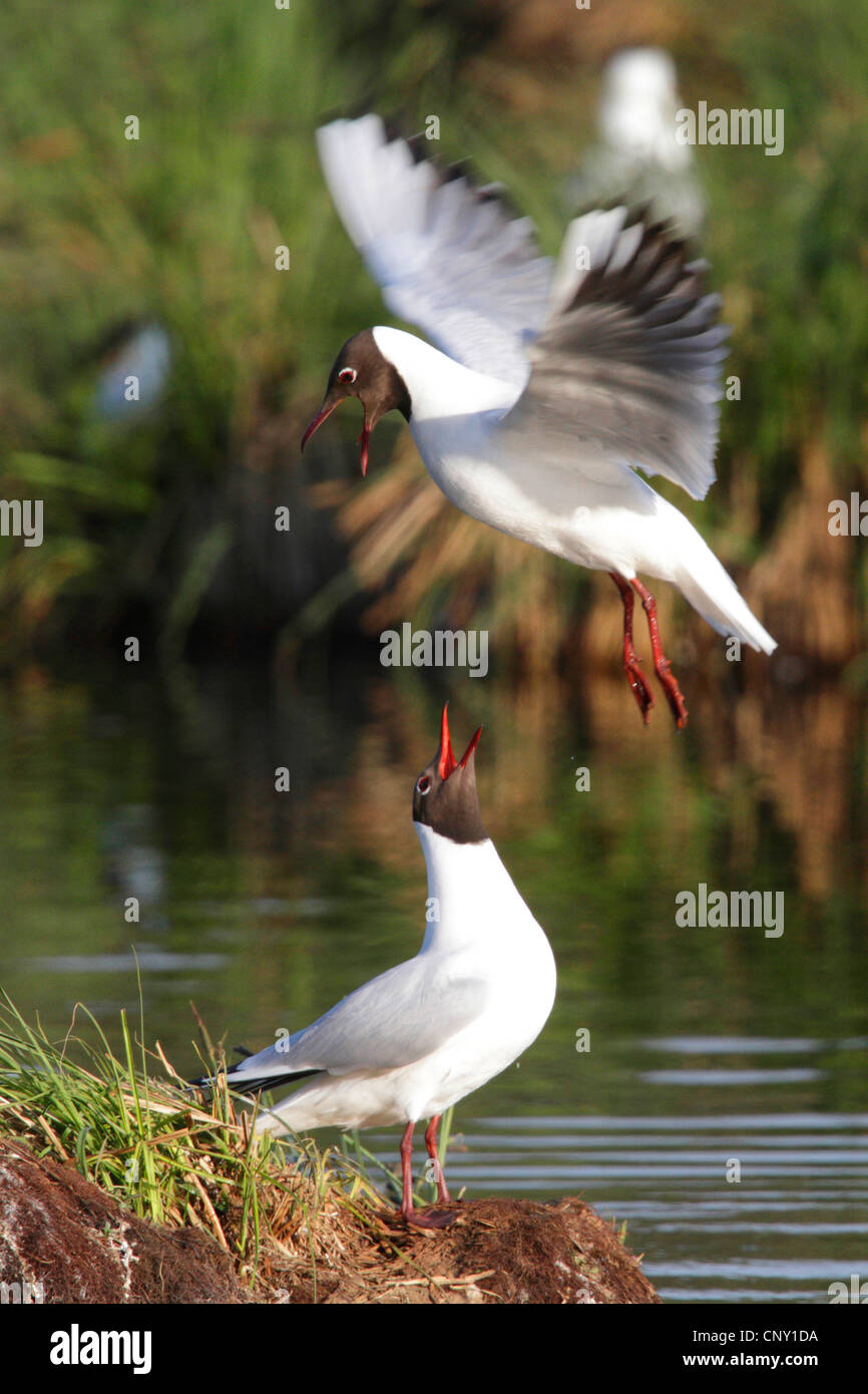 black-headed gull (Larus ridibundus), pair, Germany Stock Photo - Alamy