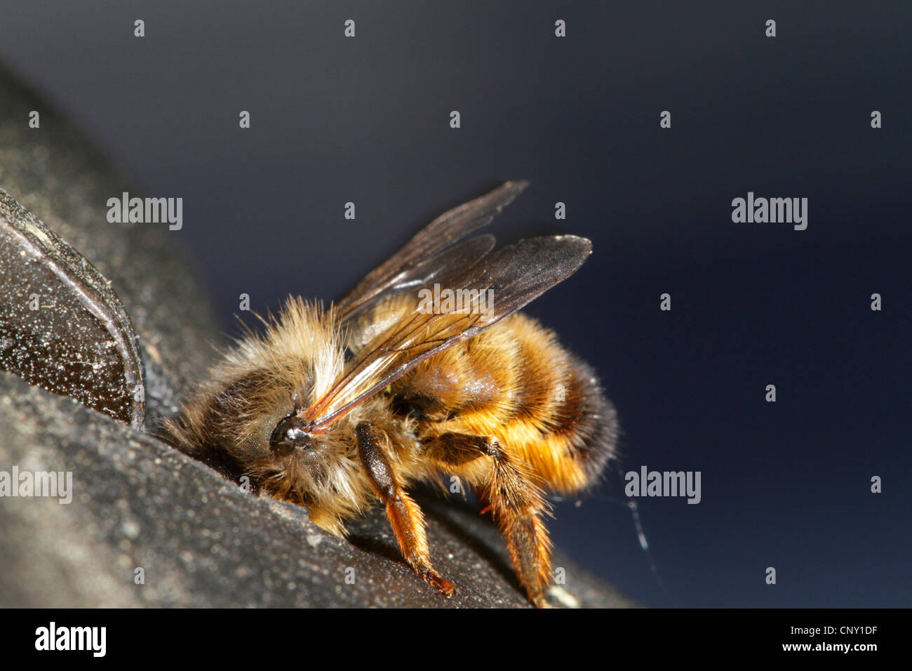 red mason bee (Osmia rufa, Osmia bicornis), building a nest in a garden ...