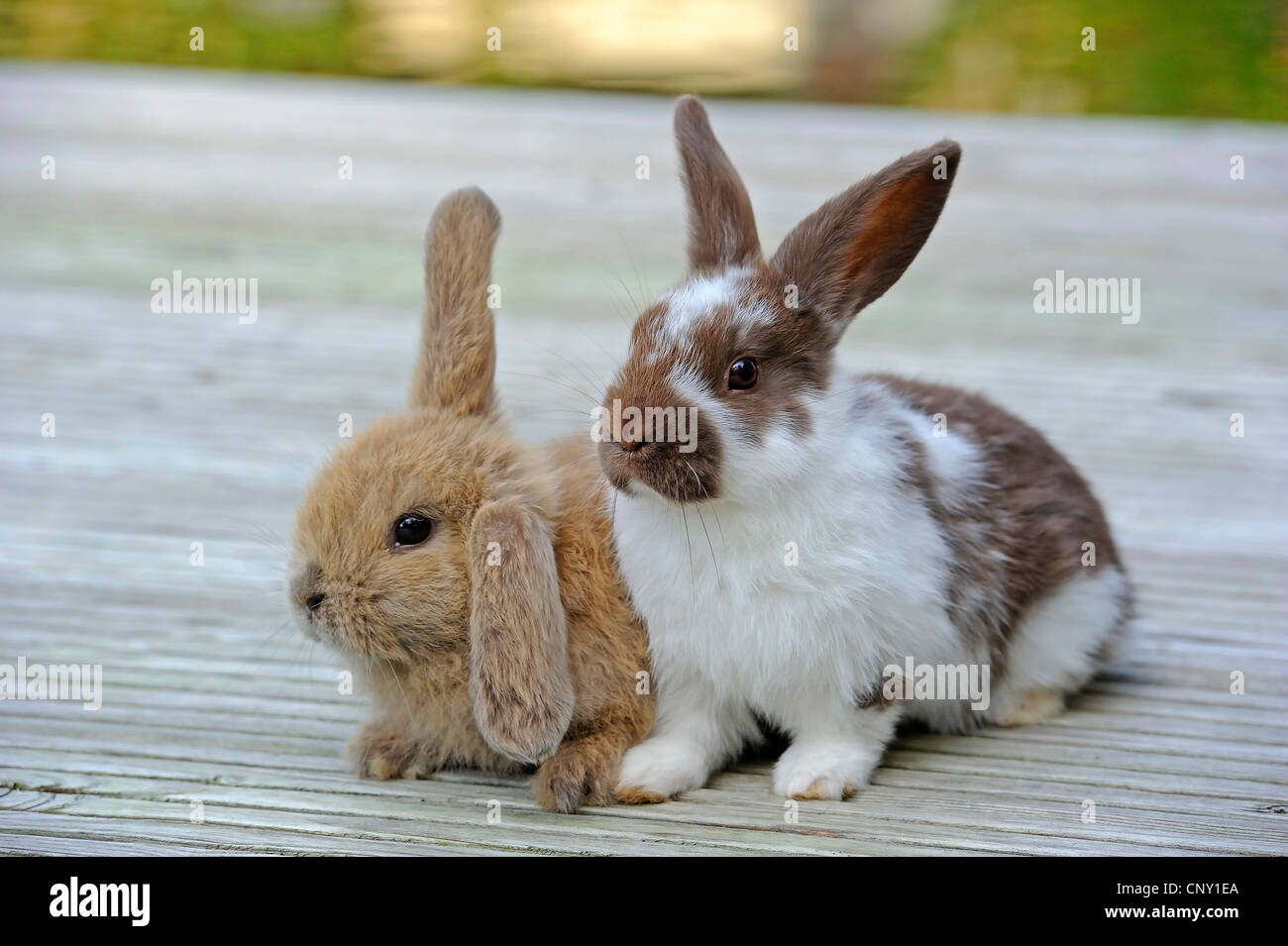 Brindle rabbit hi-res stock photography and images - Alamy