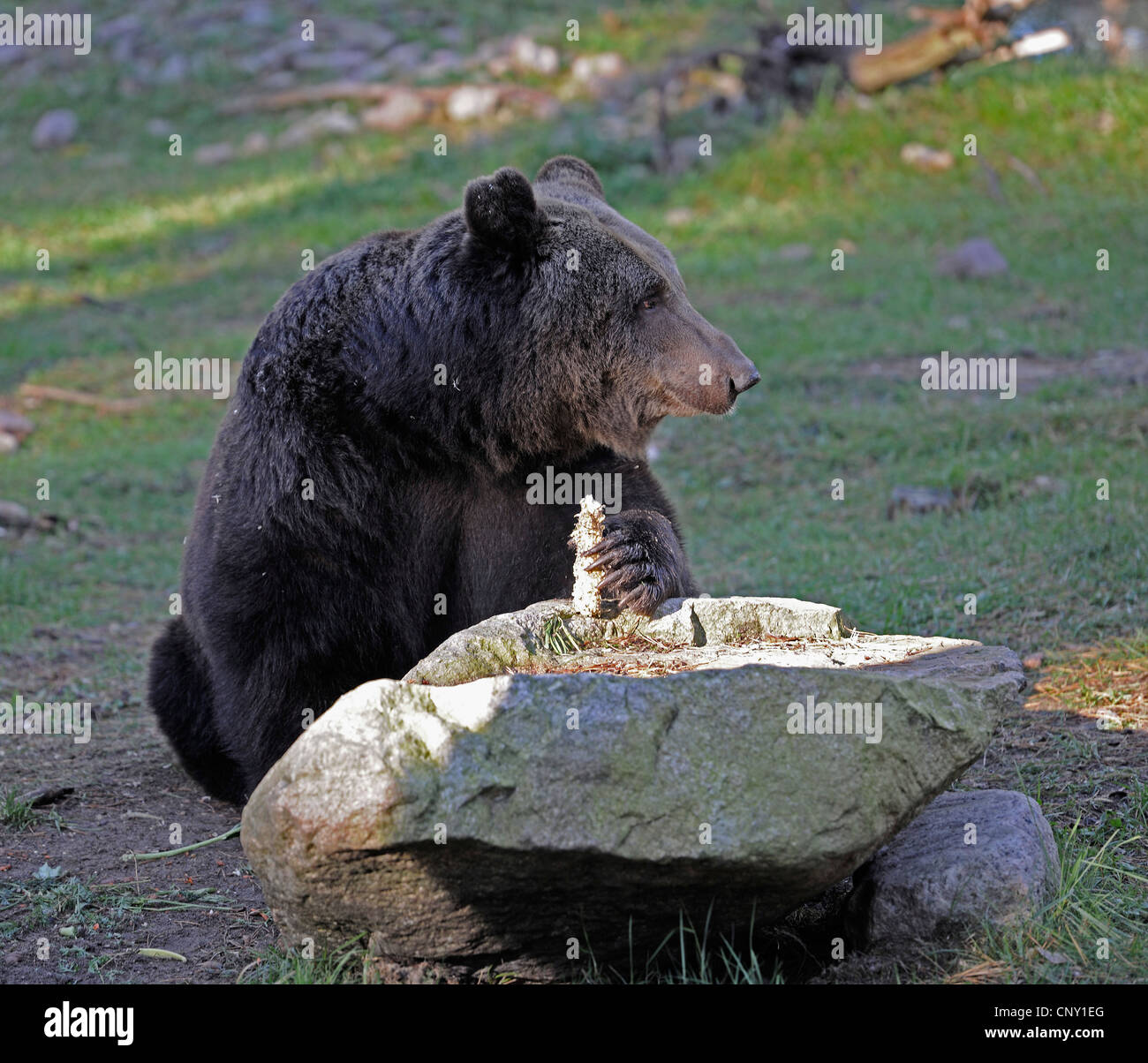 brown bear (Ursus arctos), feeding on a root, Germany, Brandenburg ...