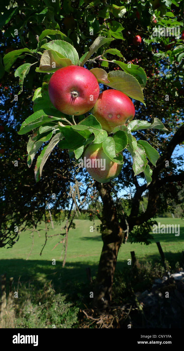 apple tree (Malus domestica), red apples on a tree, Germany Stock Photo ...