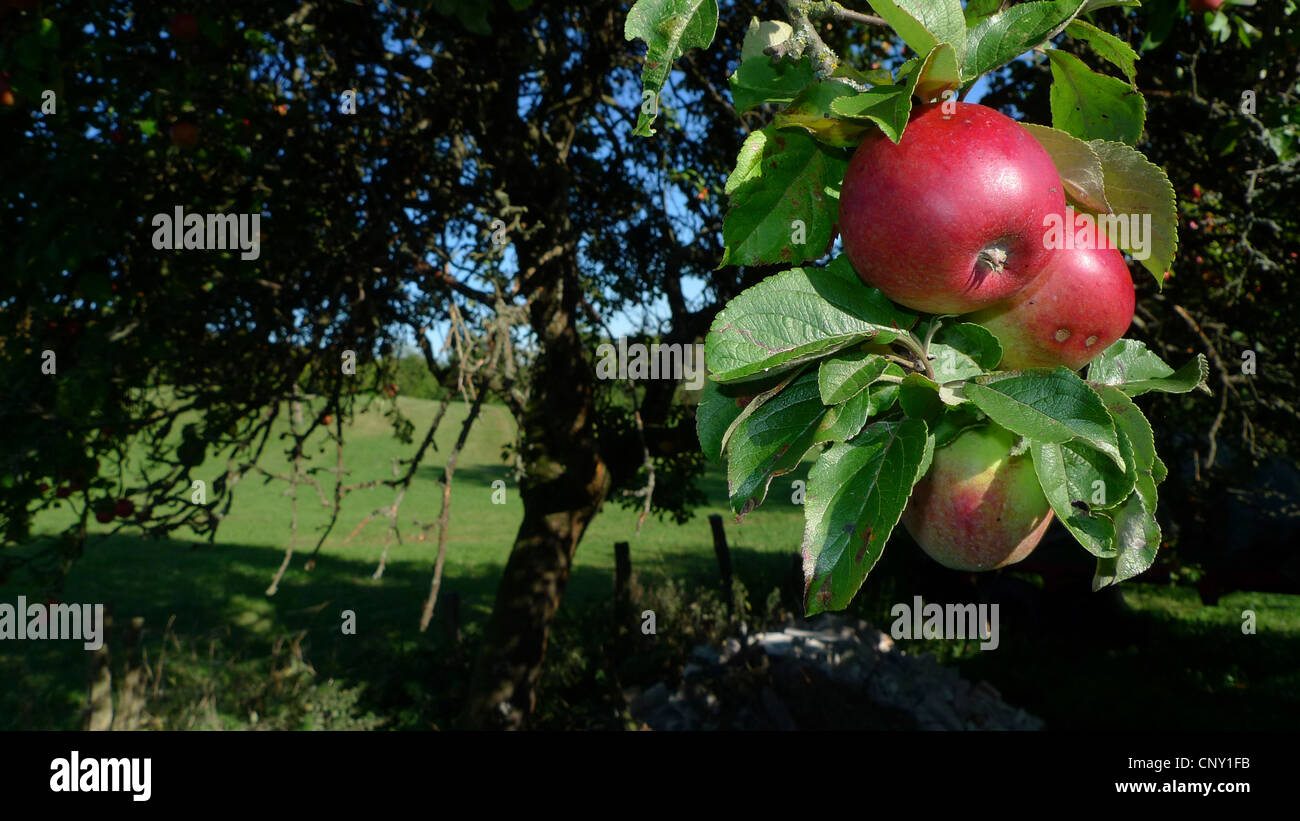 apple tree (Malus domestica), red apples on a tree, Germany Stock Photo ...