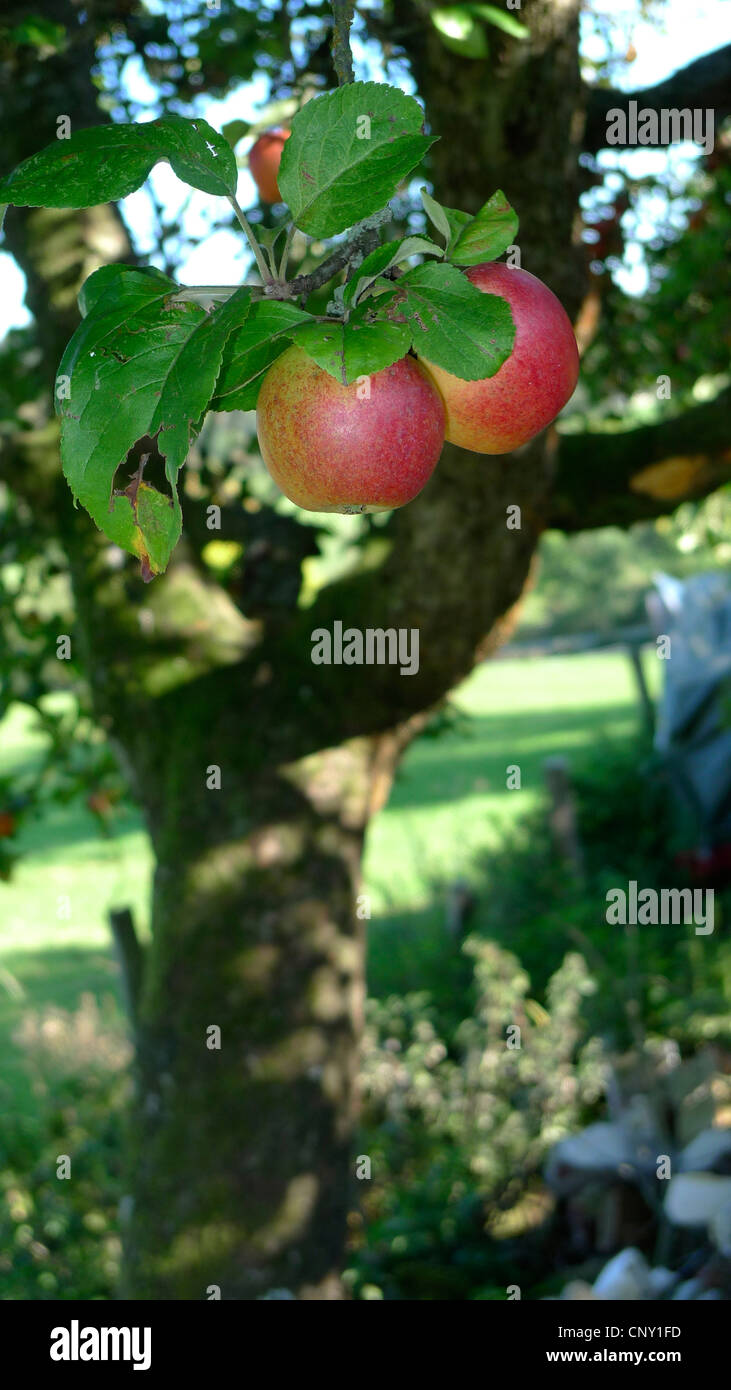 apple tree (Malus domestica), red apples on a tree, Germany Stock Photo ...