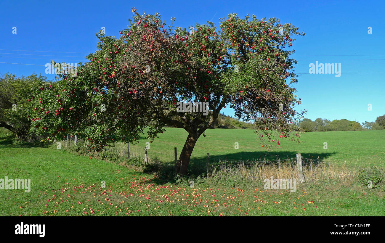 apple tree (Malus domestica), apple trees at a pasture fence, Germany ...