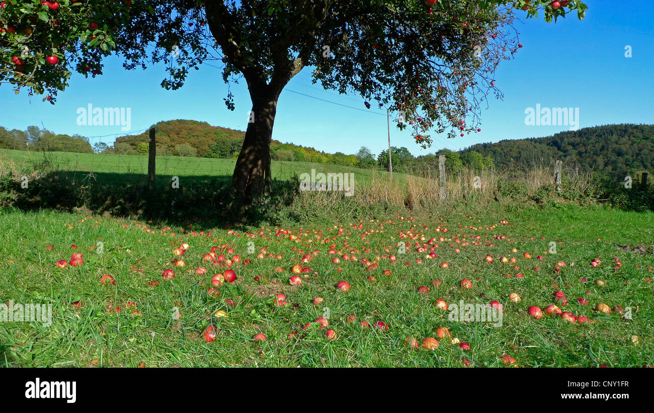 apple tree (Malus domestica), windfall under an apple tree, Germany ...