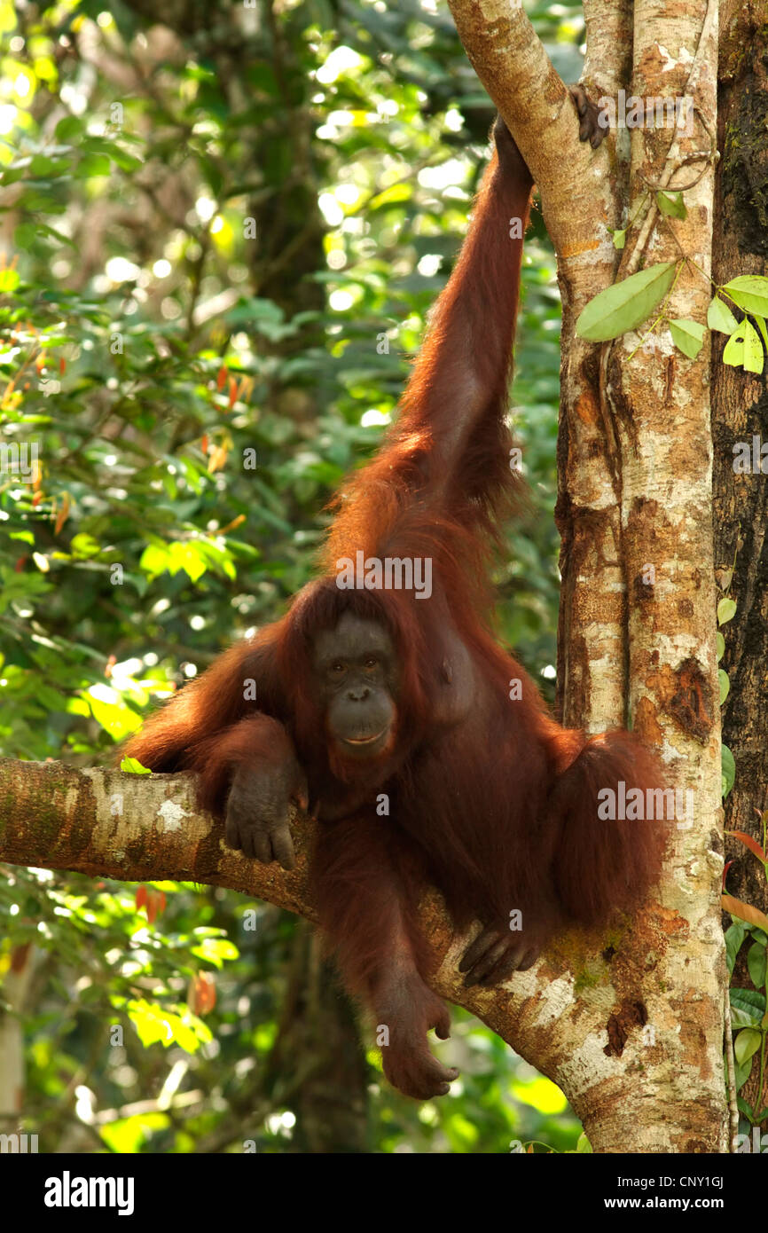 orang-utan, orangutan, orang-outang (Pongo pygmaeus), sitting in a tree ...