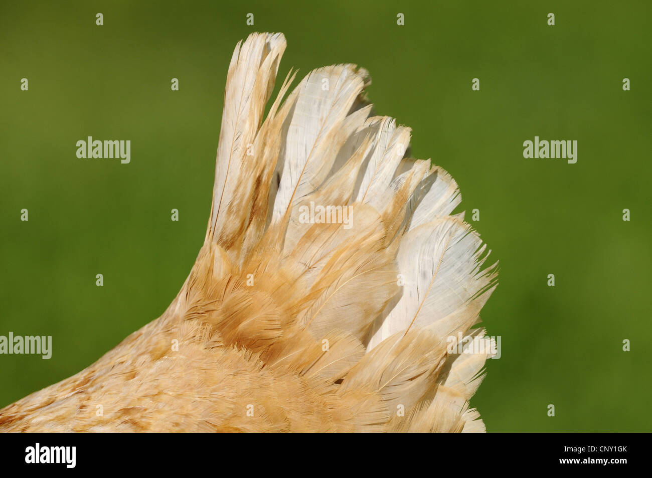 Truncated wings hi-res stock photography and images - Alamy