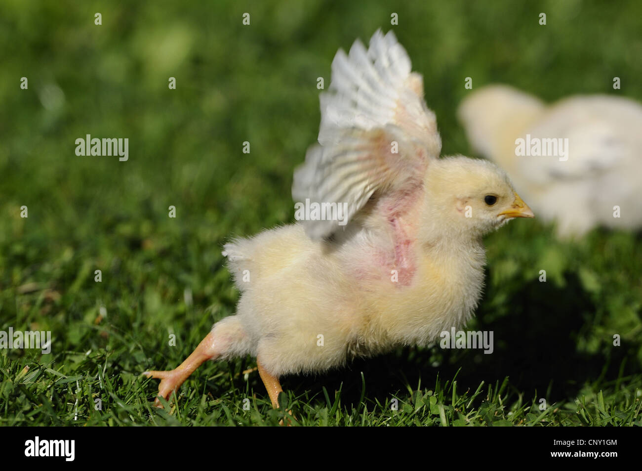 Chicken flapping wings hi-res stock photography and images - Alamy