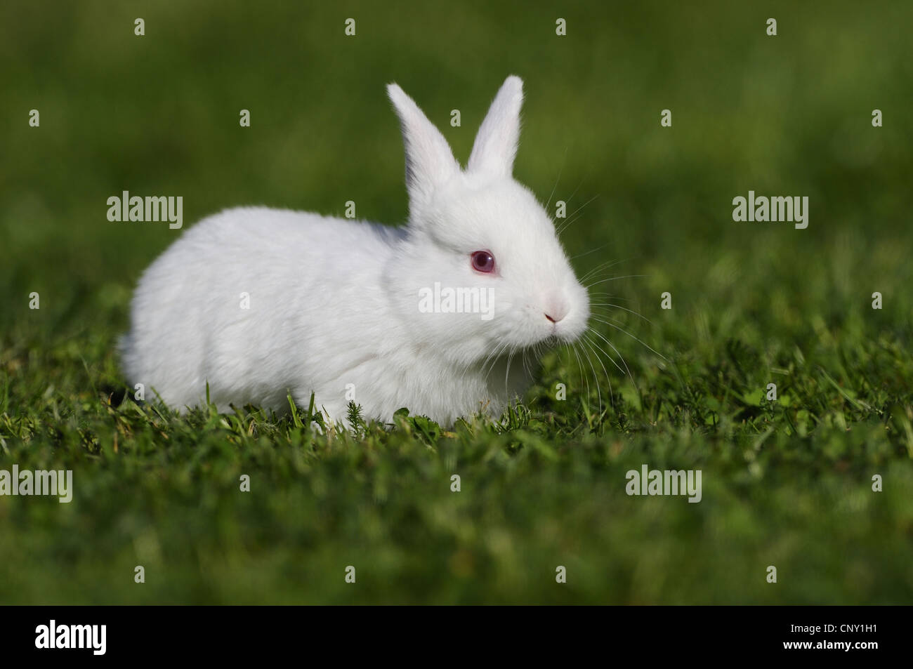 White bunny hi-res stock photography and images - Alamy