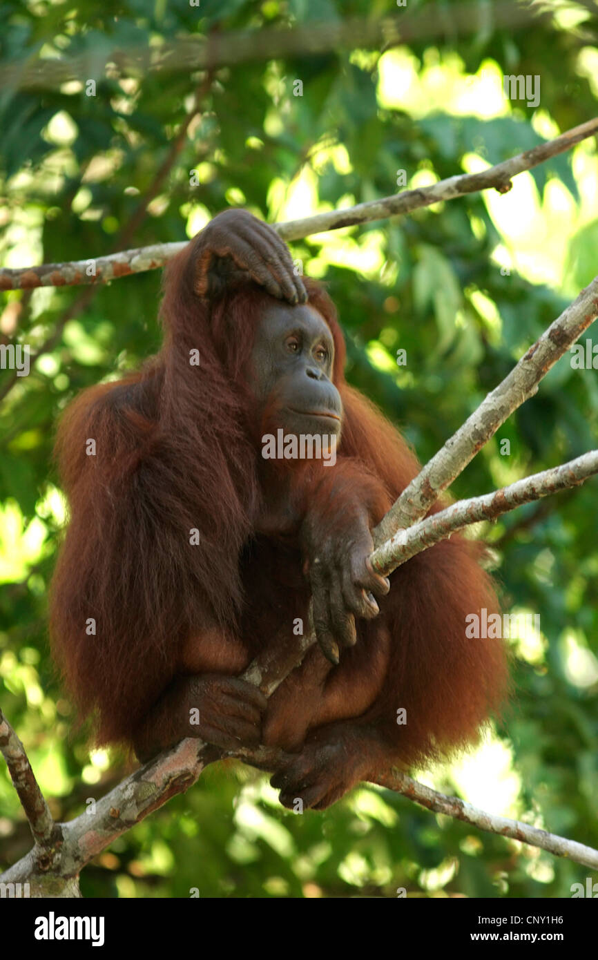 Orang outang hi-res stock photography and images - Alamy