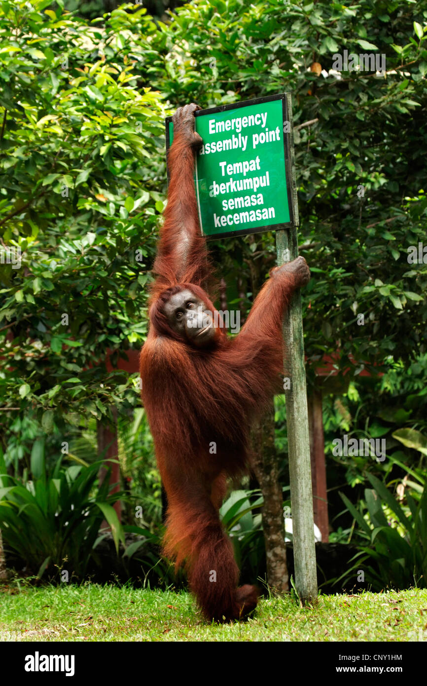 orang-utan, orangutan, orang-outang (Pongo pygmaeus), at an information ...