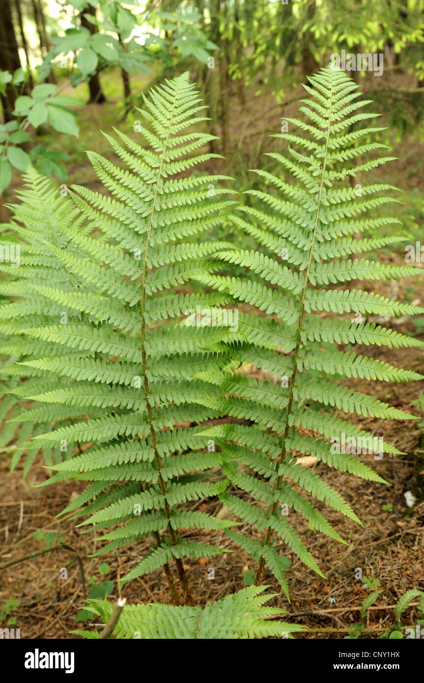 male-fern (Dryopteris filix-mas), two fronds in a forest, Germany ...