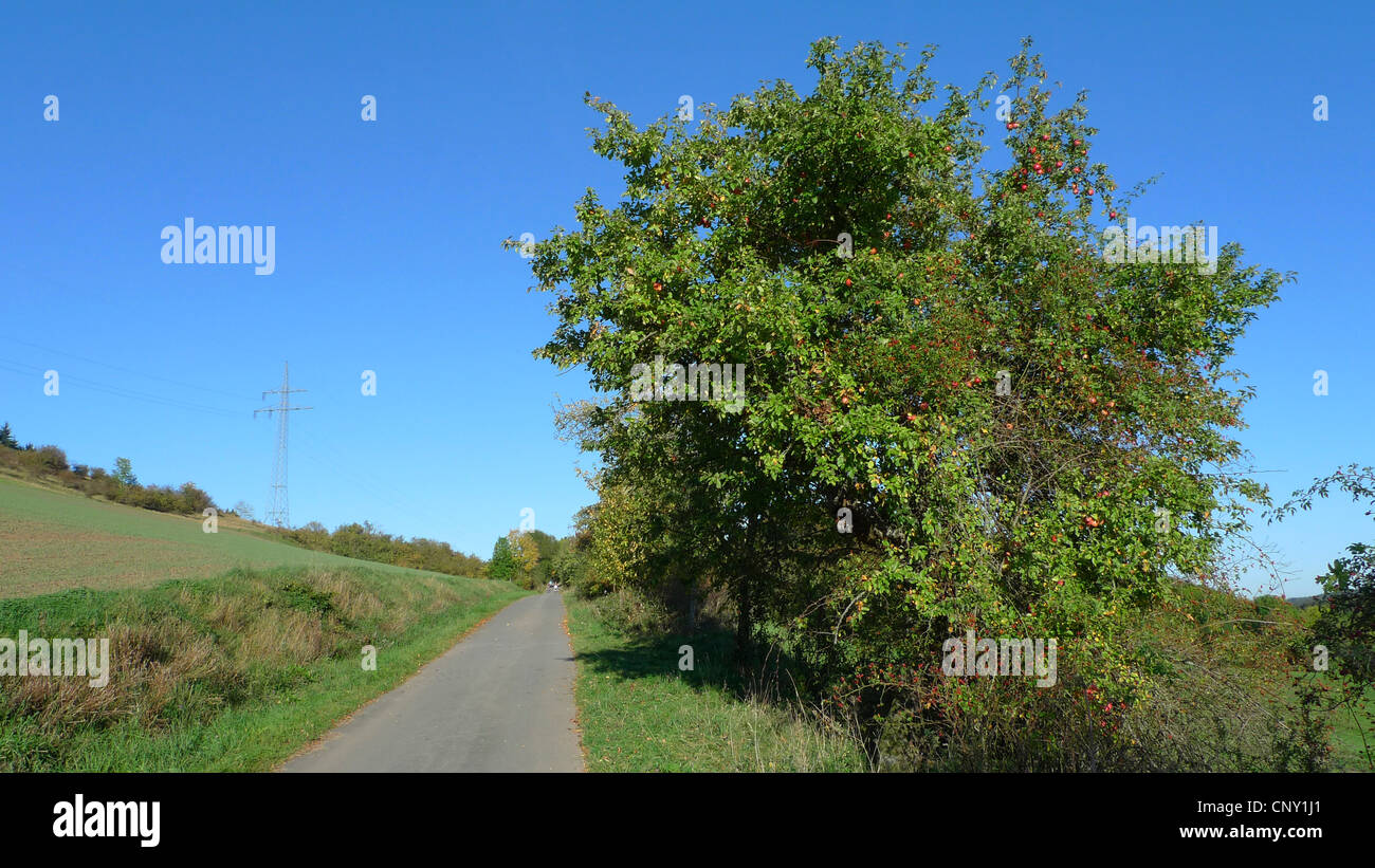 Roadside apple tree hi-res stock photography and images - Alamy