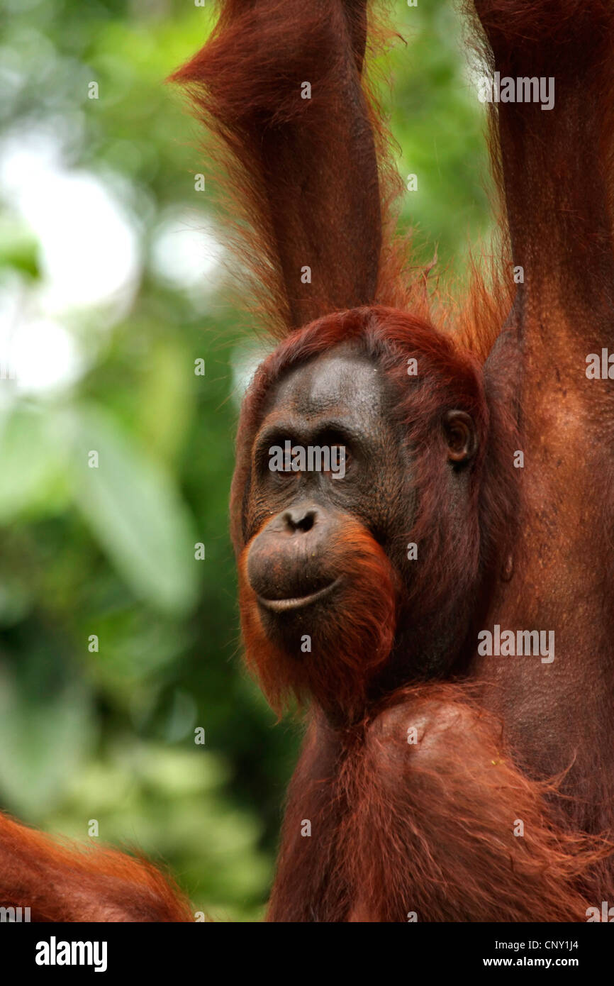 orang-utan, orangutan, orang-outang (Pongo pygmaeus), portrait ...