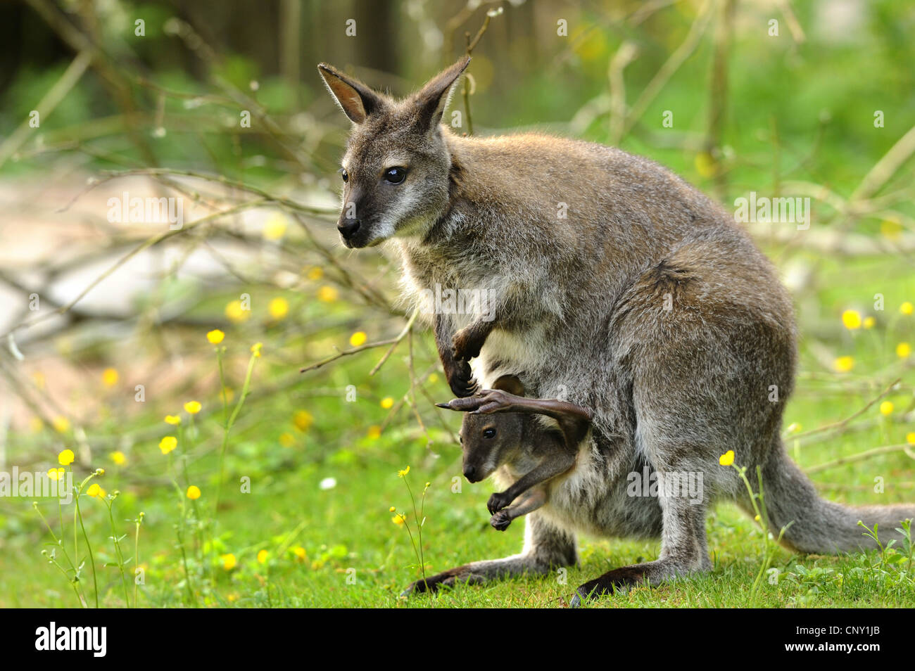 red-necked wallaby, Bennett s Wallaby (Macropus rufogriseus, Wallabia ...