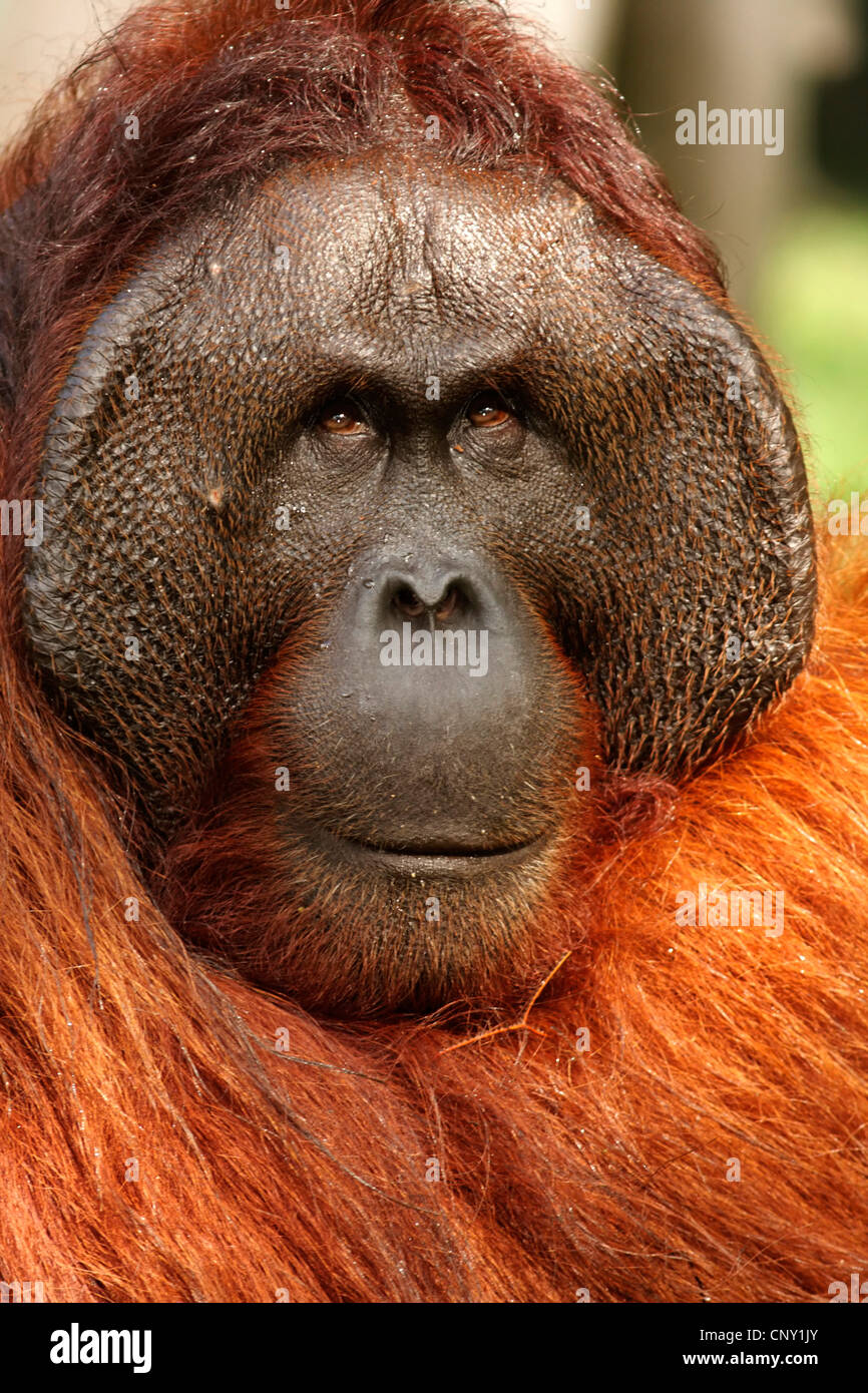 orang-utan, orangutan, orang-outang (Pongo pygmaeus), portrait of a ...