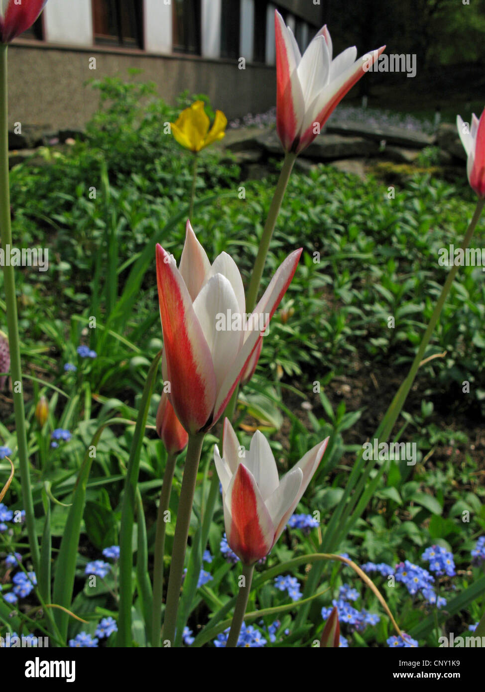 Lady tulip tulipa clusiana hi-res stock photography and images - Alamy