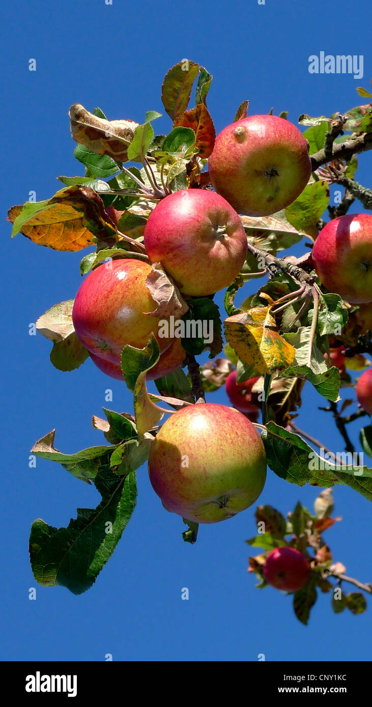 apple tree (Malus domestica), apples on a tree, Germany Stock Photo - Alamy