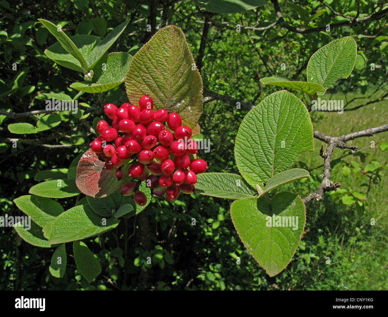 wayfaring-tree (Viburnum lantana), branch with fruits, Germany Stock ...
