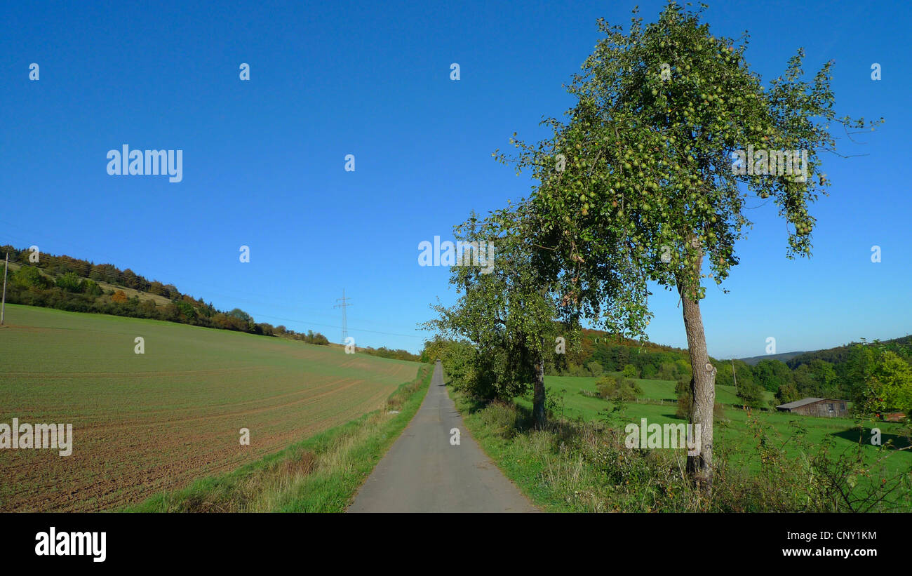Row of trees at roadside hi-res stock photography and images - Alamy