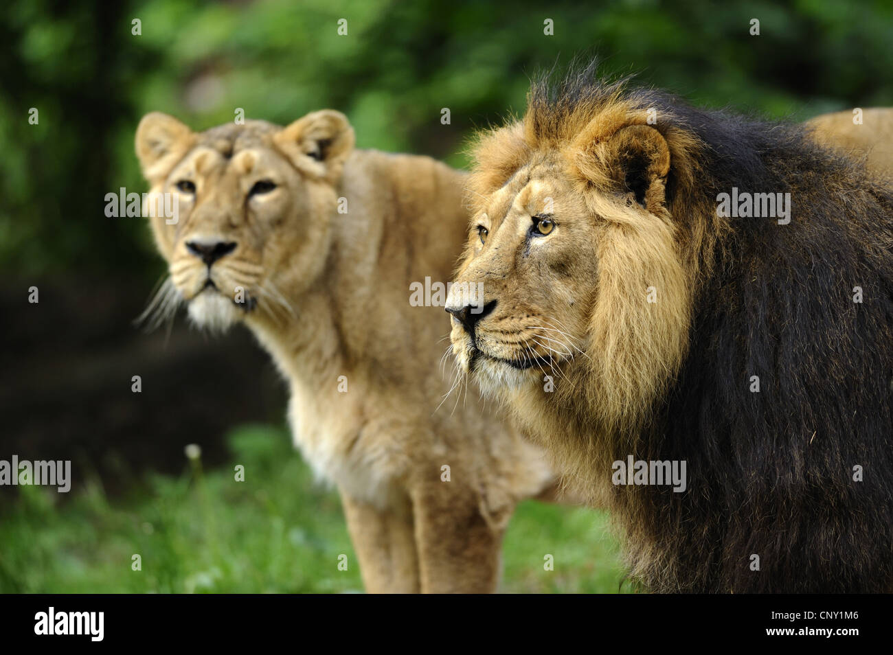 Asiatic lion (Panthera leo persica), pair Stock Photo - Alamy