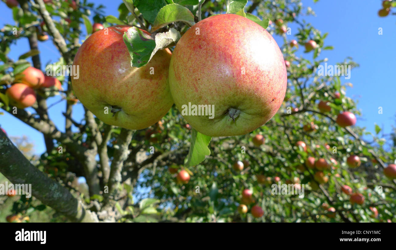 apple tree (Malus domestica), red apples on a tree, Germany Stock Photo ...