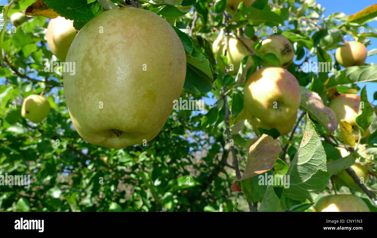 apple tree (Malus domestica), green apple on a tree, Germany Stock ...