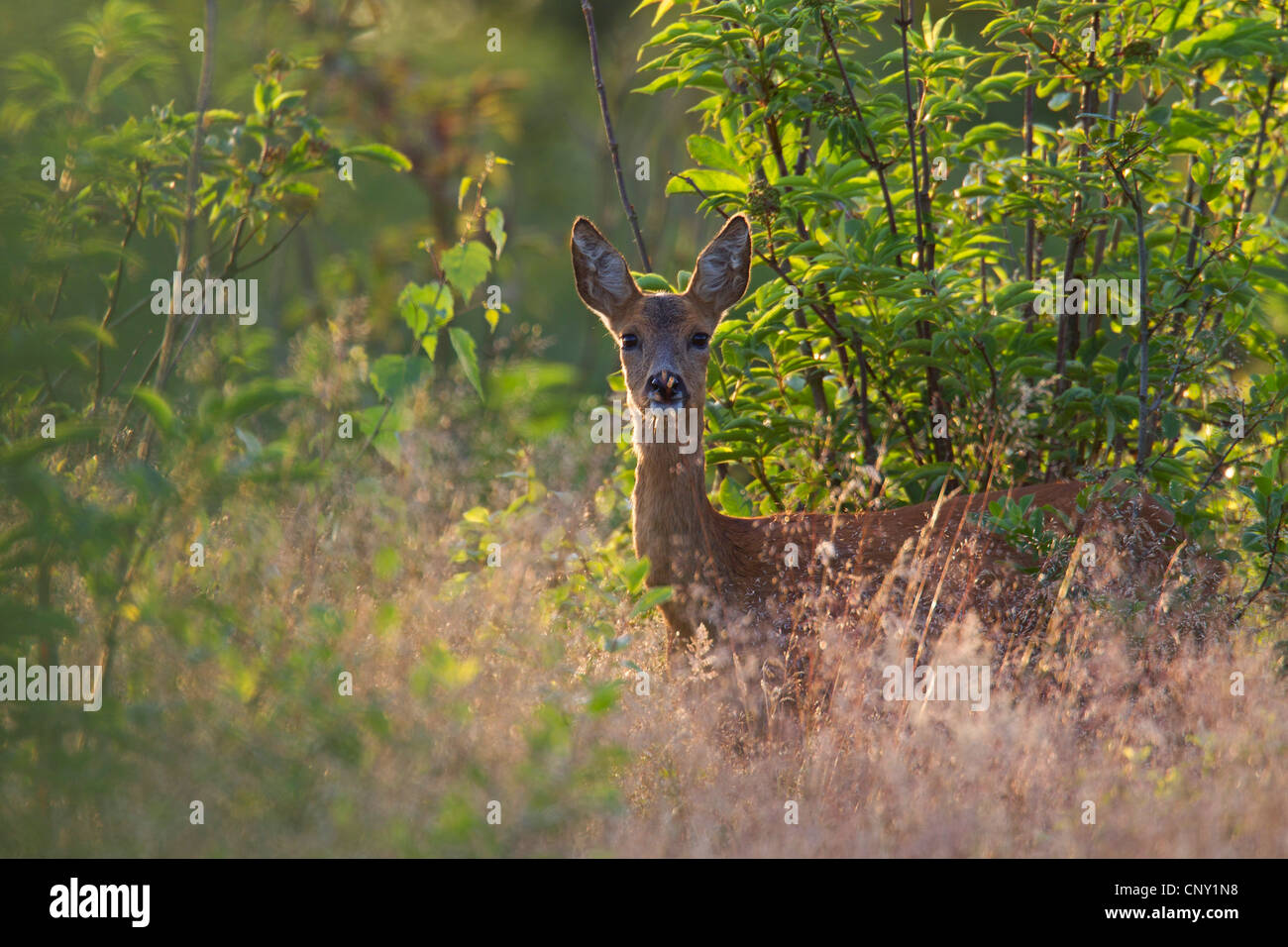 Female roe deer eating plants hi-res stock photography and images - Alamy
