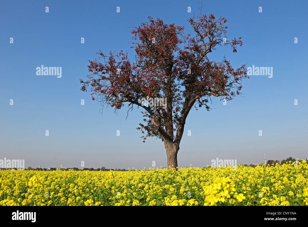 common pear (Pyrus communis), pear tree in a rape field, Germany Stock ...