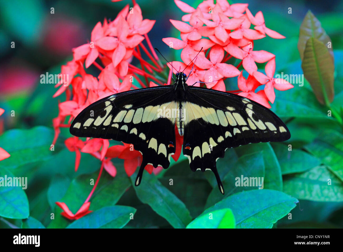 Thoas Swallowtail, King Swallowtail (Papilio thoas), sitting on red ...