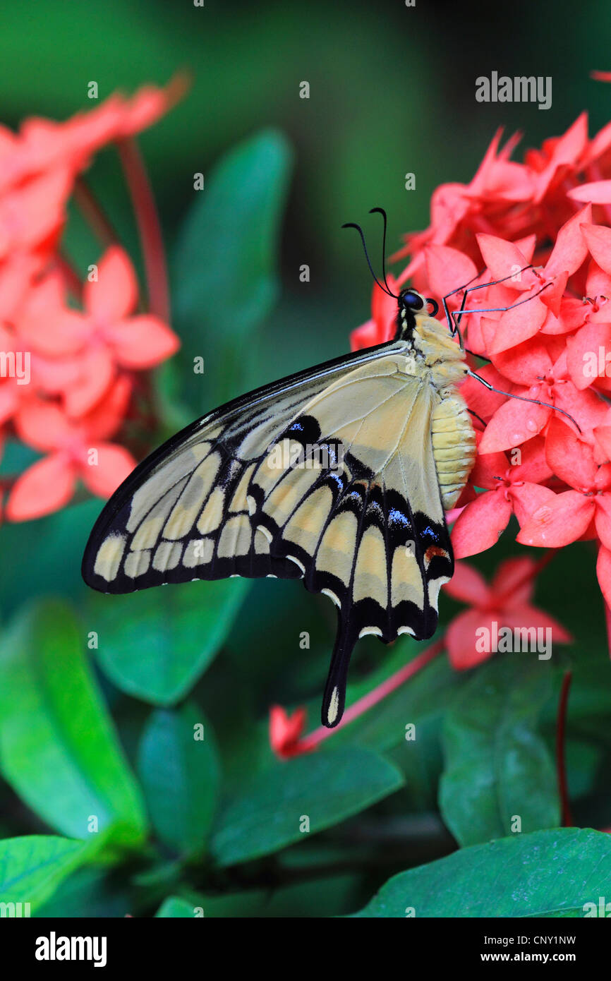 Thoas Swallowtail, King Swallowtail (Papilio thoas), sitting on red ...