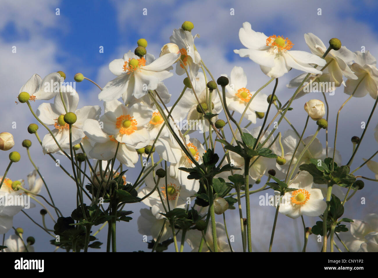 Chinese anemone anemone hupehensis hi-res stock photography and images ...