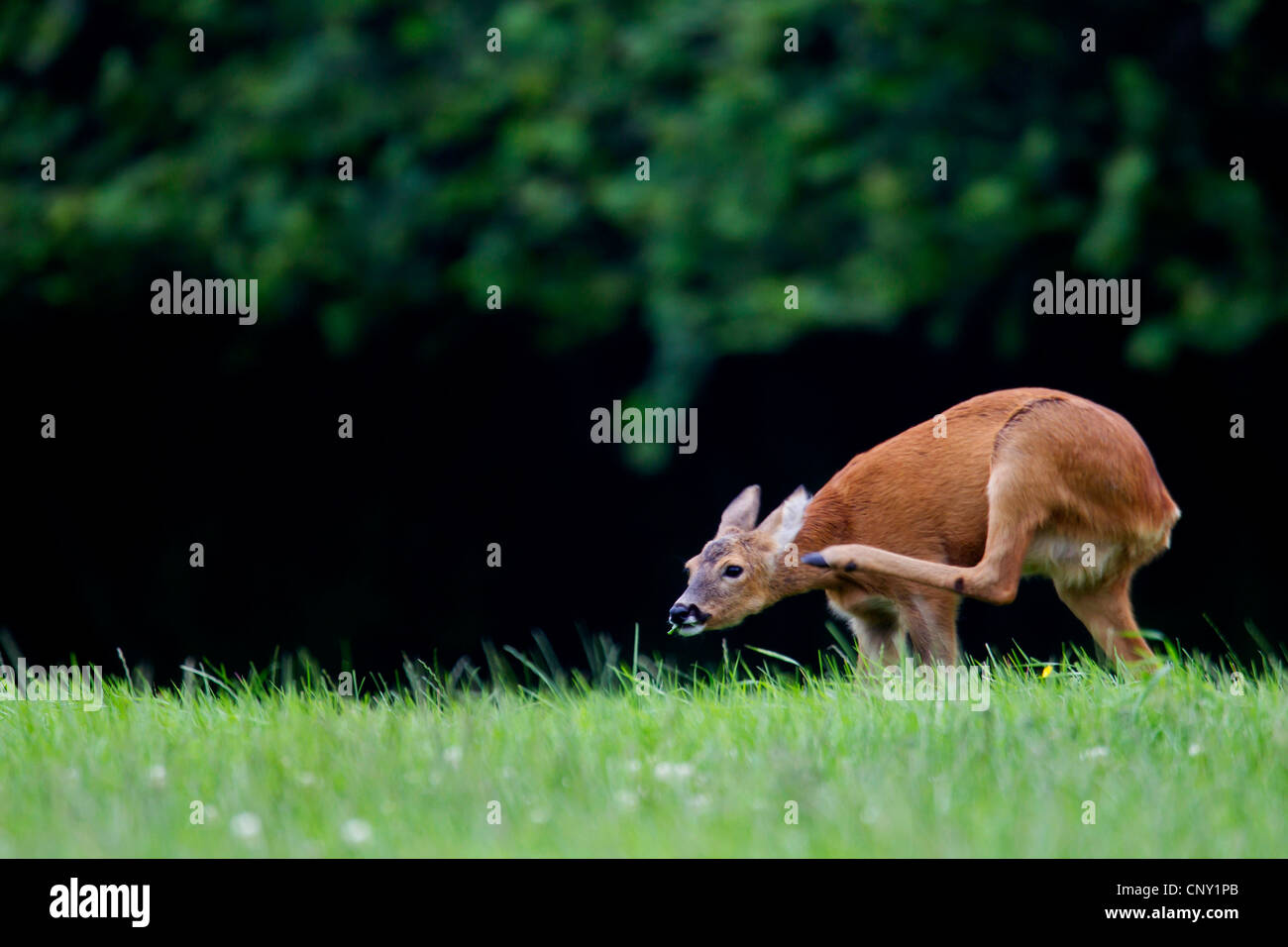 roe deer (Capreolus capreolus), doe standing in a meadow scratching ...
