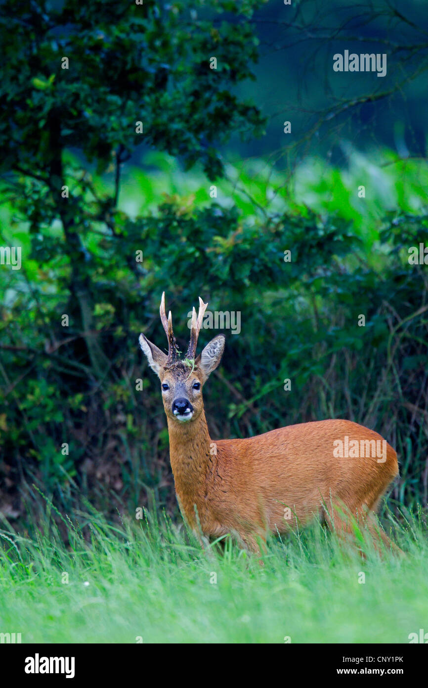 roe deer (Capreolus capreolus), buck standing at a hedge in a meadow ...