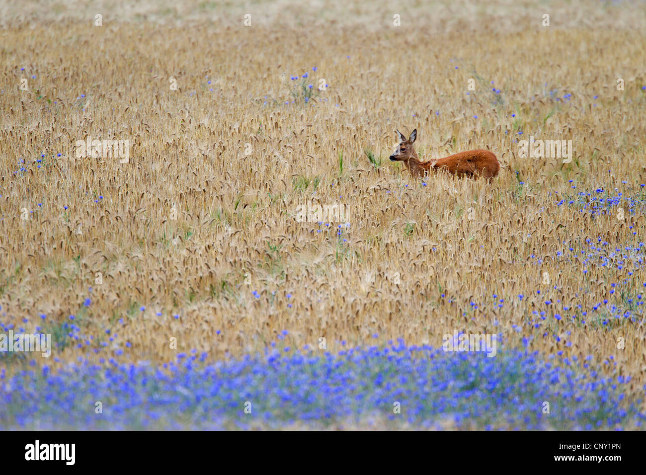 roe deer (Capreolus capreolus), female in a field with cornflowers ...