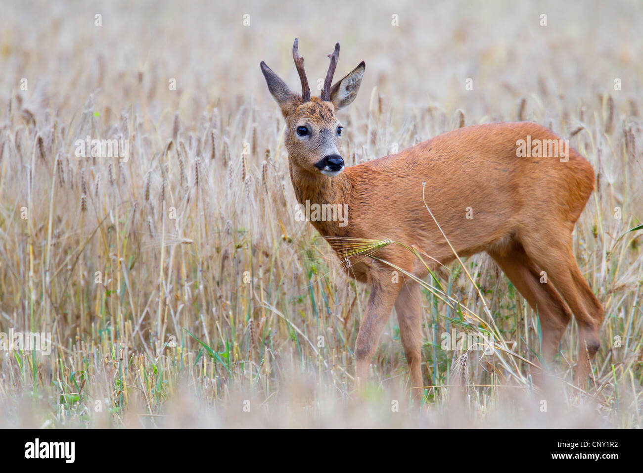 roe deer (Capreolus capreolus), buck standing in a corn field, Germany ...