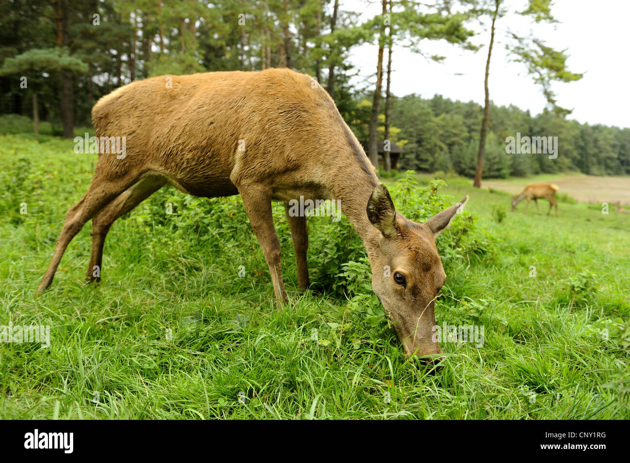 red deer (Cervus elaphus), hind browsing on forest glade, Germany ...