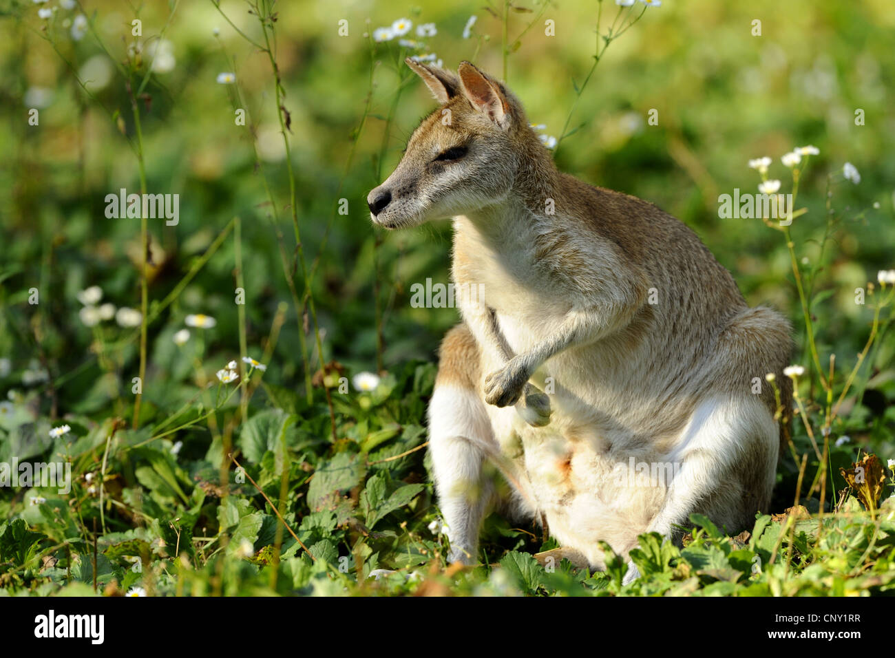 agile wallaby, sandy wallaby (Macropus agilis, Wallabia agilis), female ...