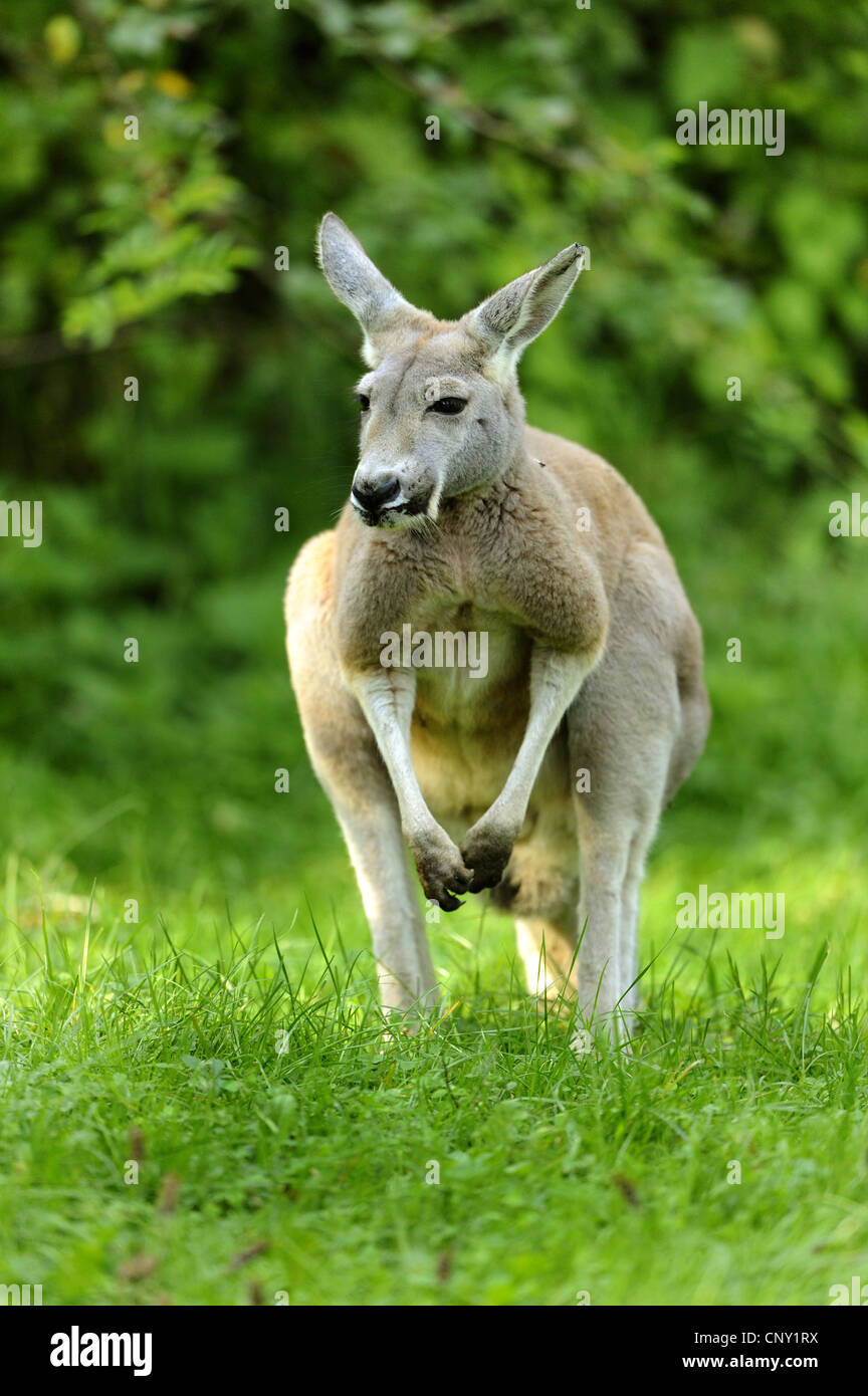 red kangaroo, plains Kangaroo, blue flier (Macropus rufus, Megaleia ...