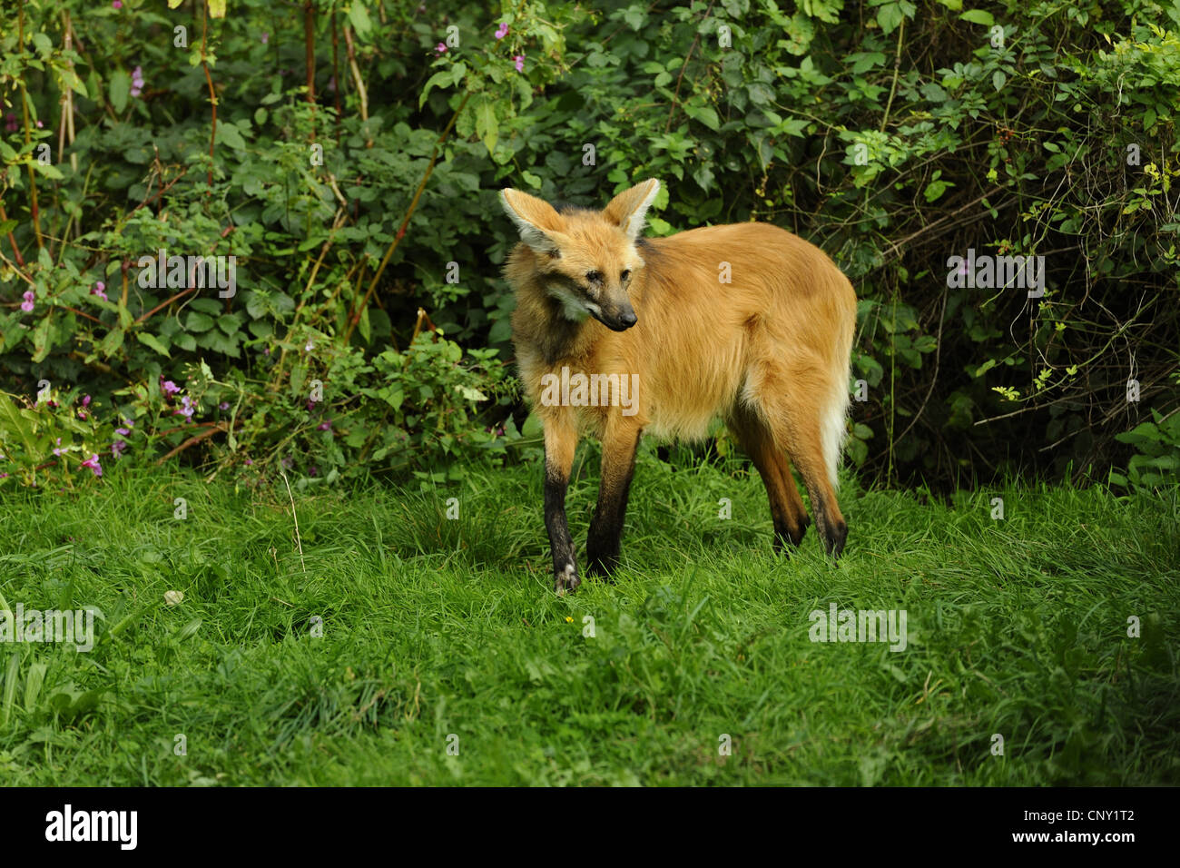 maned wolf (Chrysocyon brachyurus), standing in a meadow Stock Photo ...