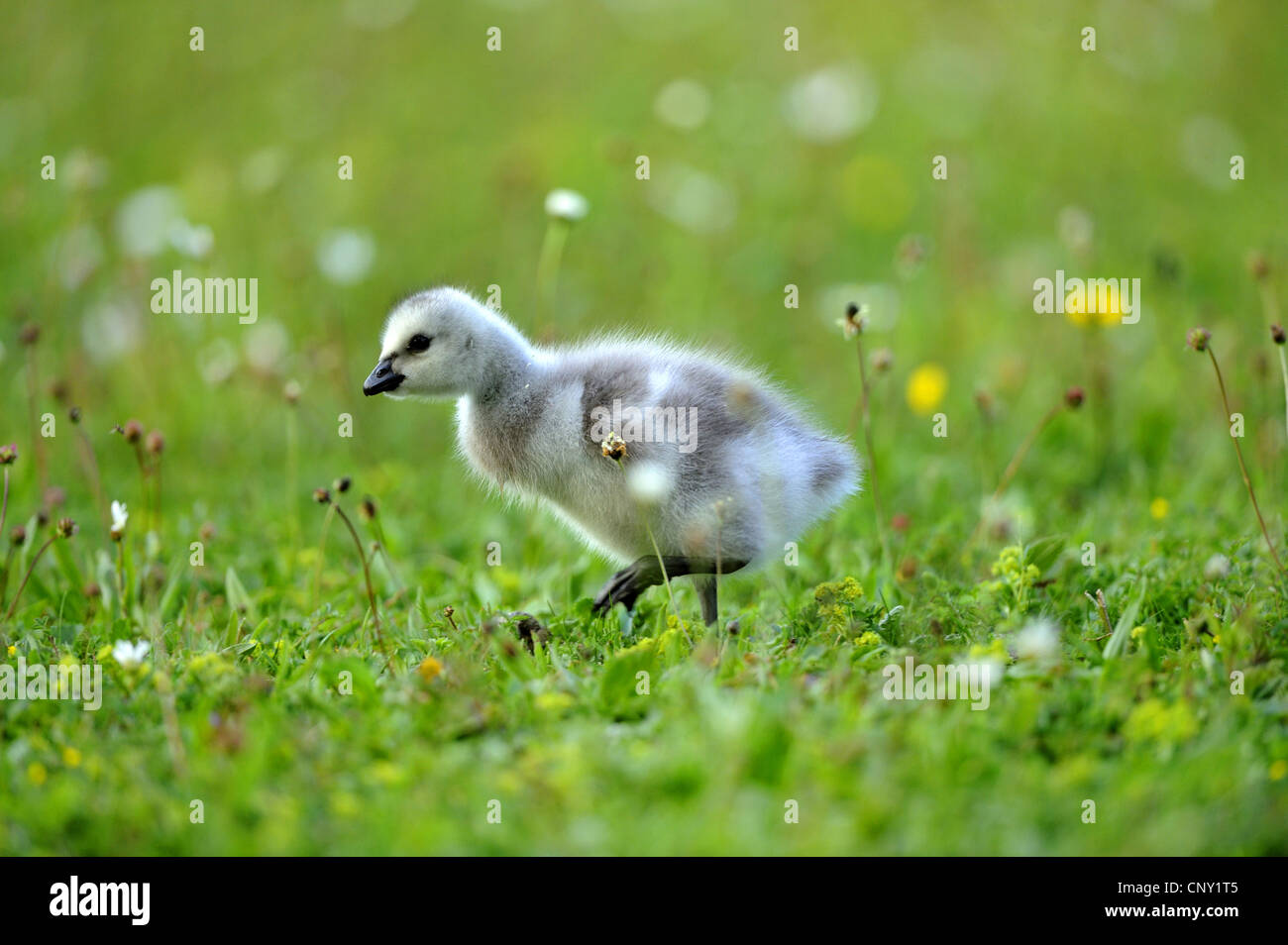 barnacle goose (Branta leucopsis), chick in a meadow, Germany, Bavaria ...