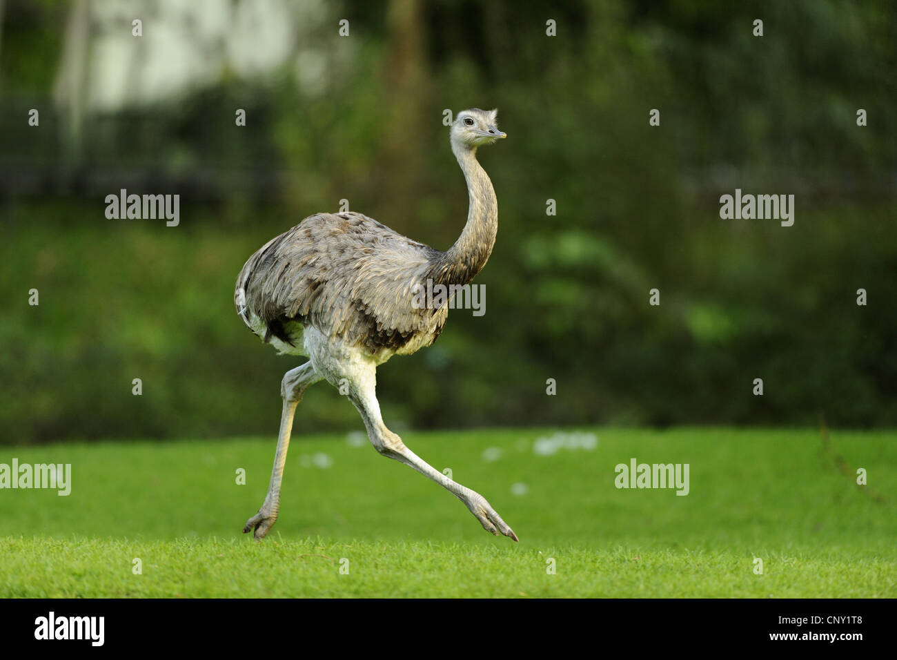 greater rhea (Rhea americana), walking in meadow Stock Photo - Alamy