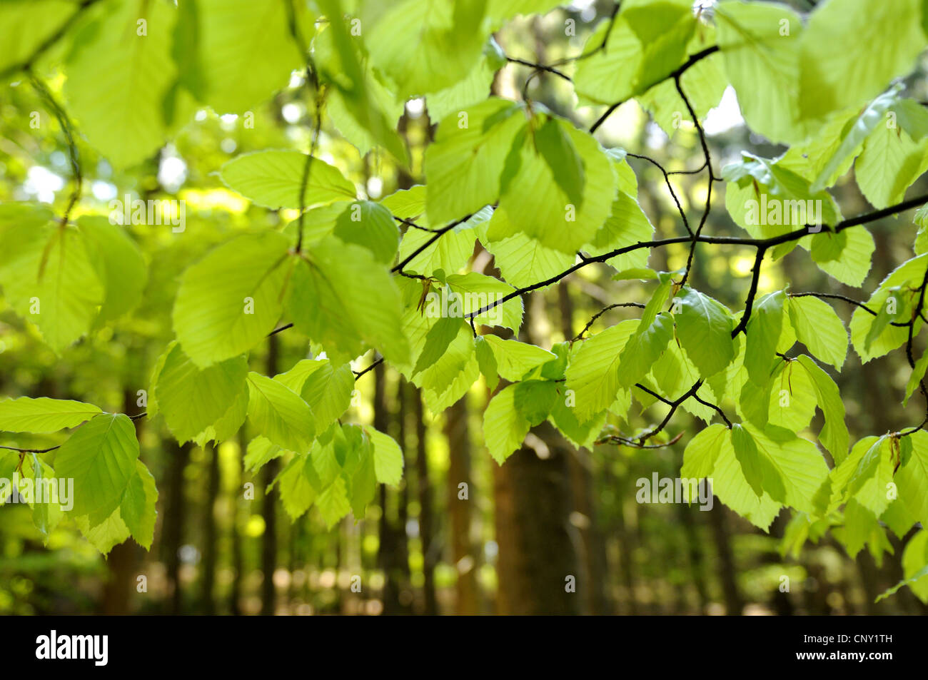 common beech (Fagus sylvatica), beech twig in spring, Germany, Bavaria ...