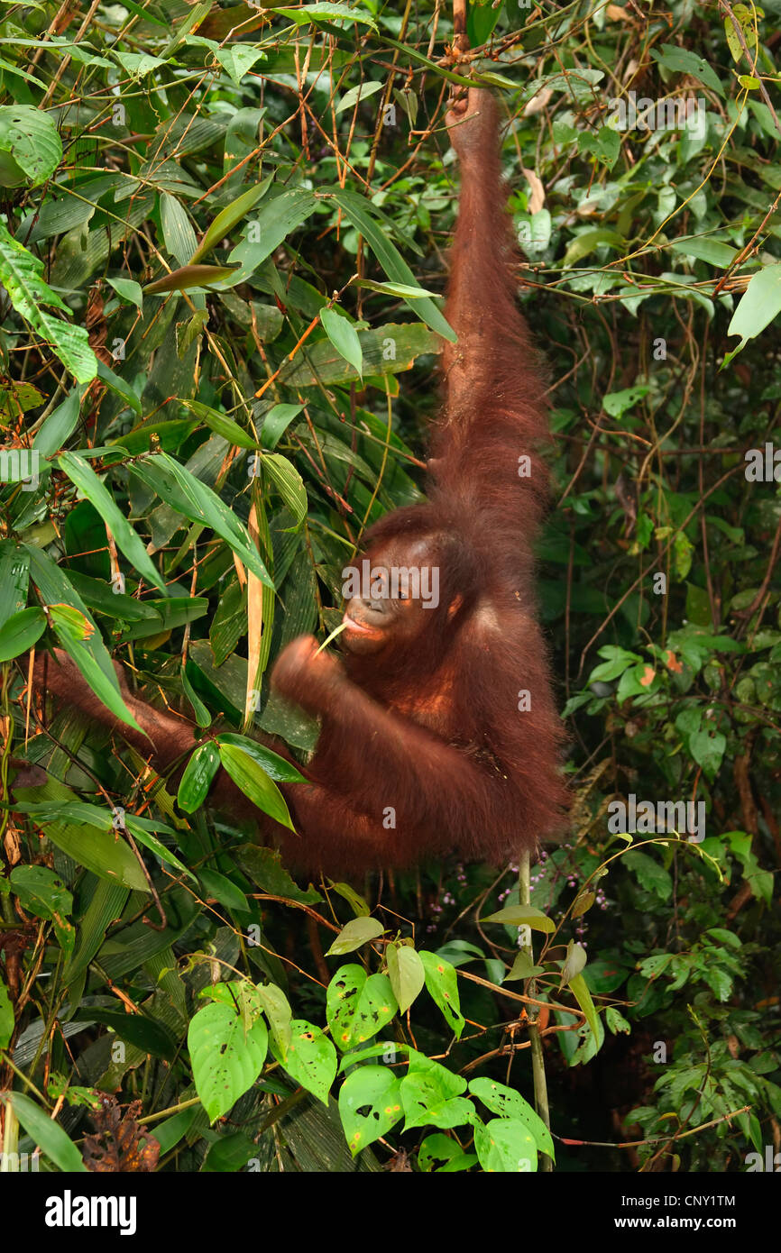 orang-utan, orangutan, orang-outang (Pongo pygmaeus), young animal ...