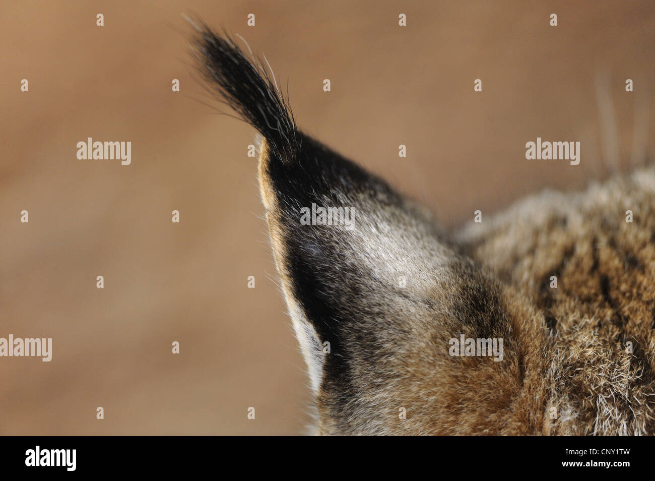 Ear Tufts Stock Photos & Ear Tufts Stock Images - Alamy