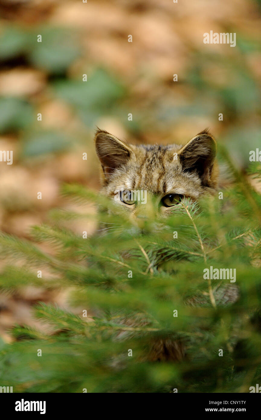 European wildcat, forest wildcat (Felis silvestris silvestris), peering ...