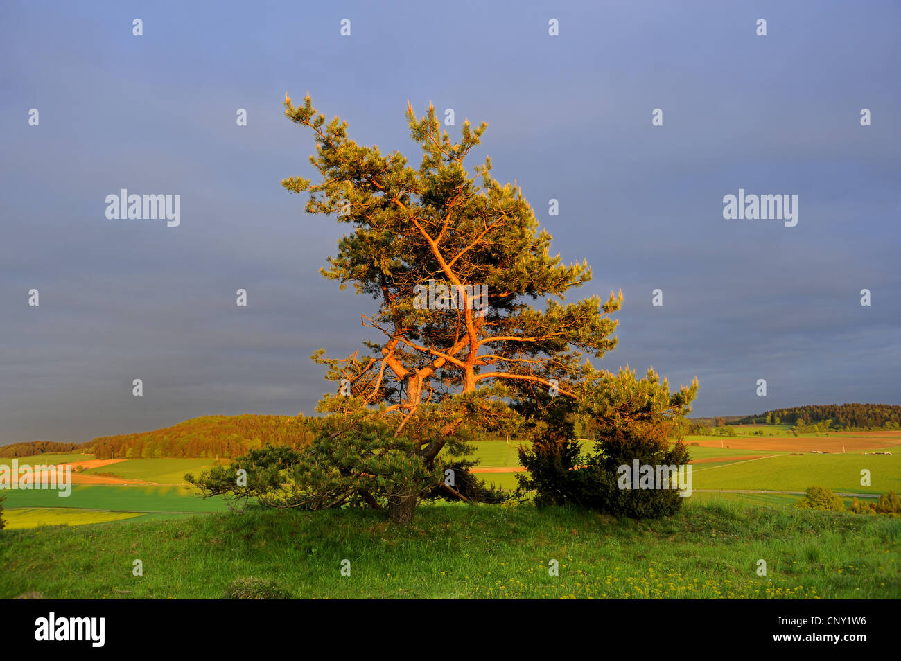 Scotch pine, scots pine (Pinus sylvestris), single pine on a hill in ...